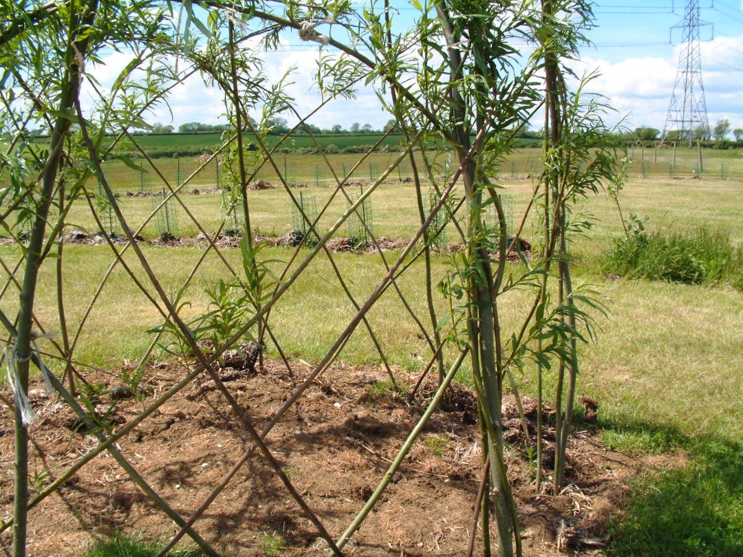 a living willow dome - Willows Nursery