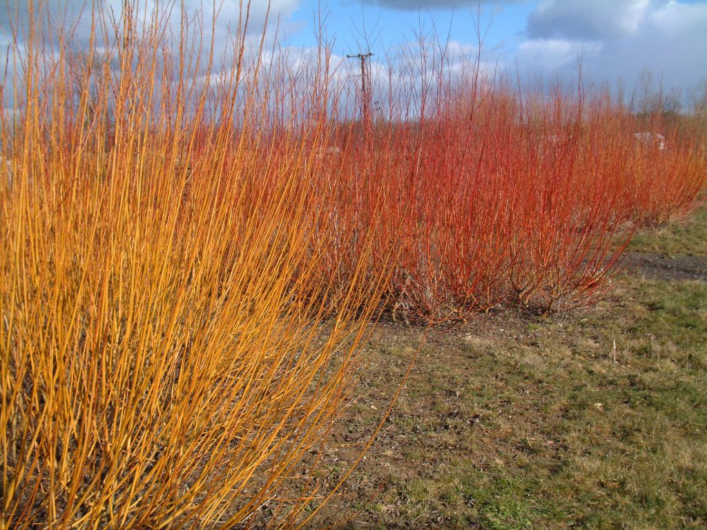 Willow Varieties - Willows Nursery