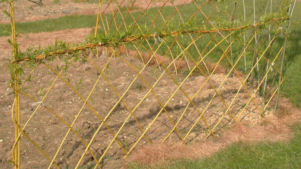 Living Willow Criss/Cross Fedge B Kit WK104B - Willows Nursery