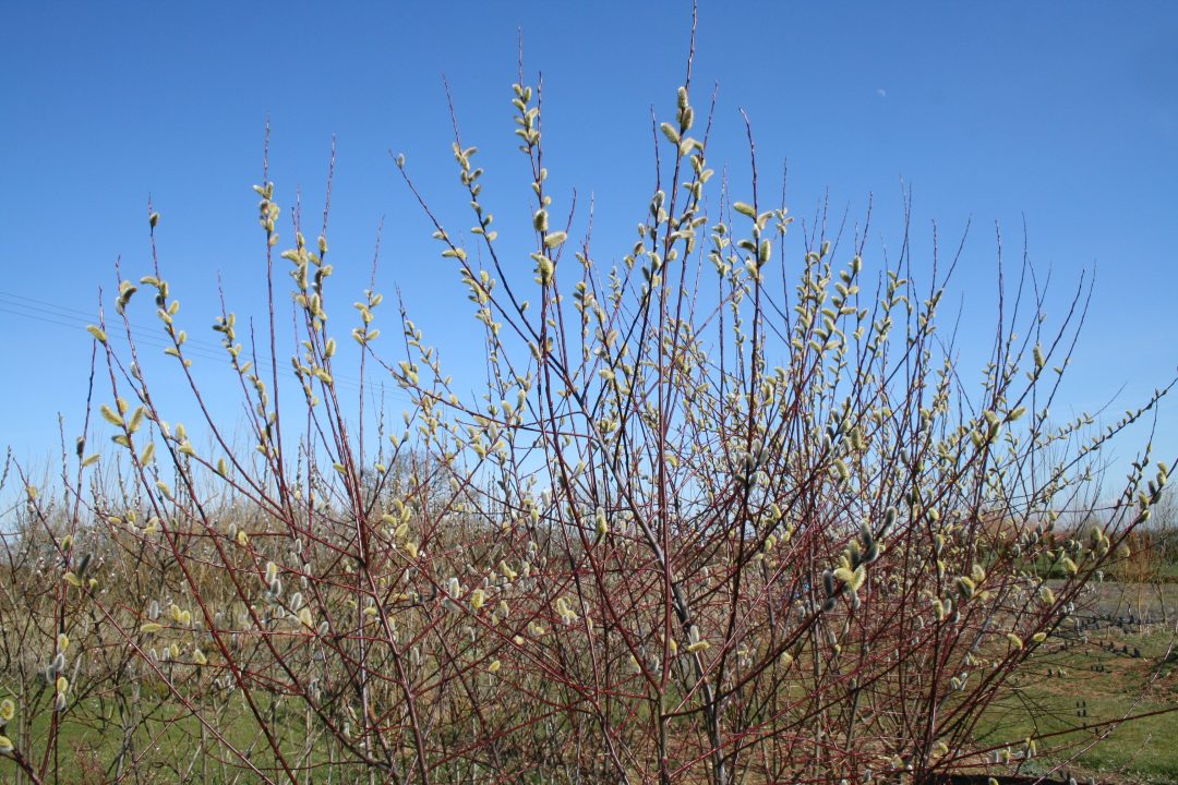 Salix Daphnoides Aglaia (60 cm) - W789 B - Willows Nursery