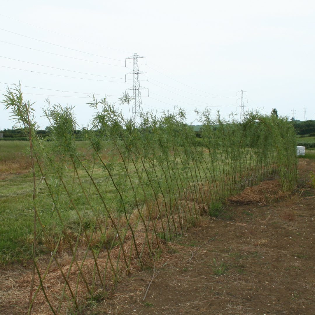 Living Willow Criss/Cross Fedge C Kit WK104C - Willows Nursery