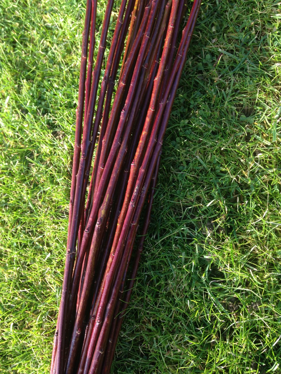 Willow Varieties - Willows Nursery