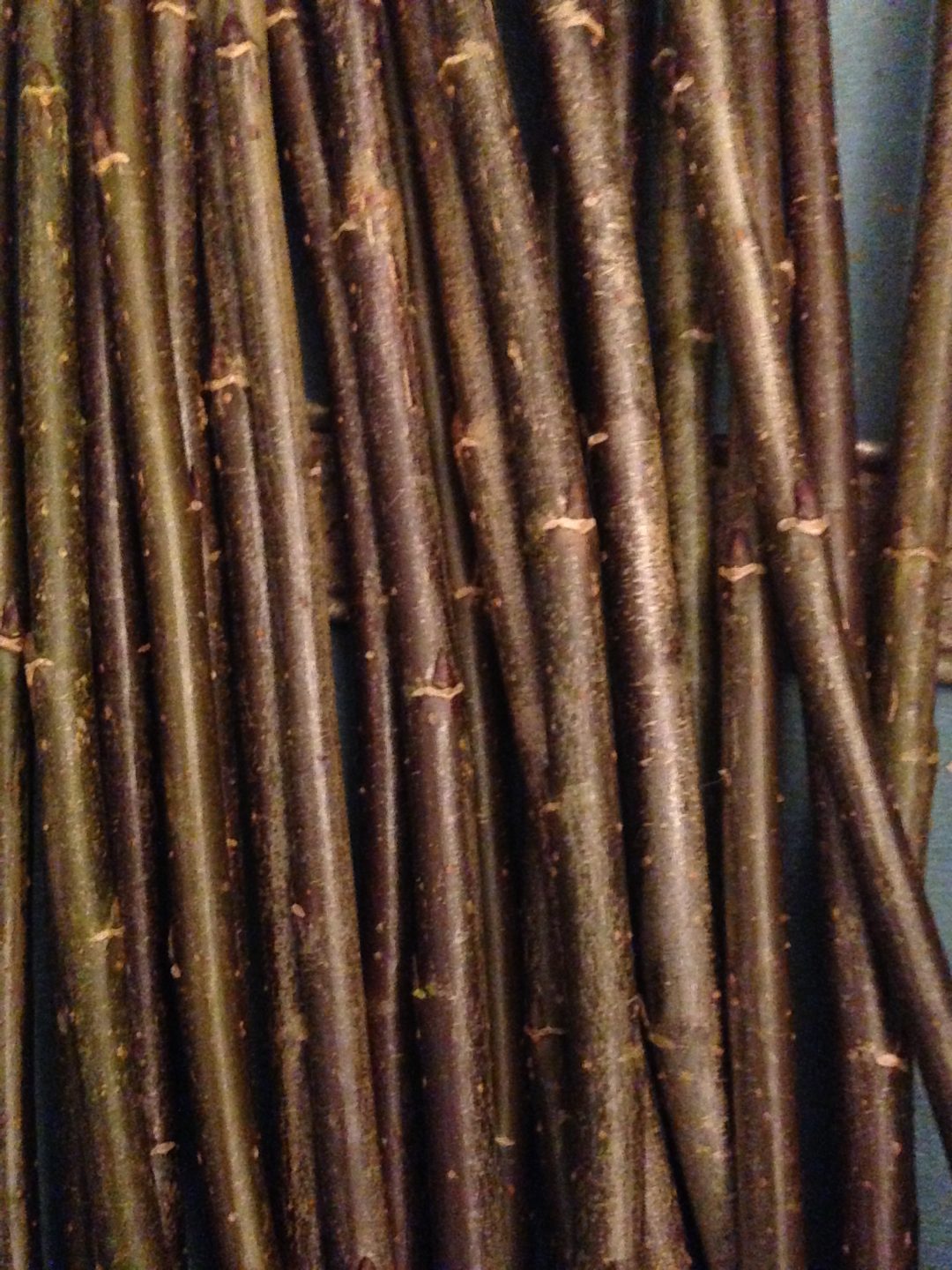 Willow Varieties - Willows Nursery