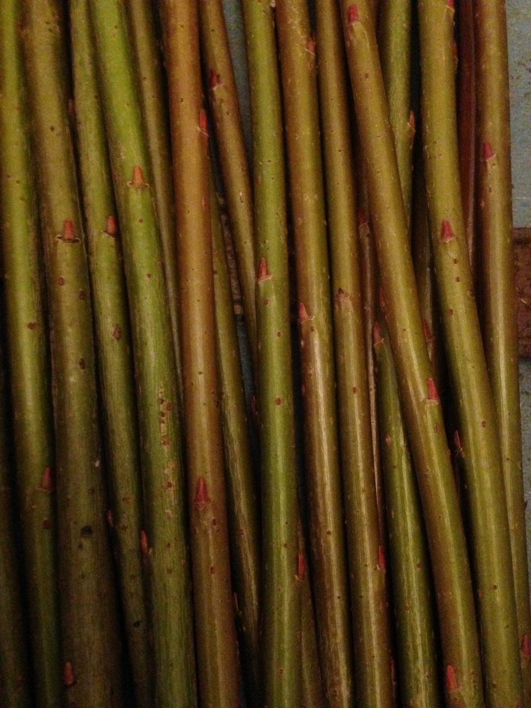 Willow Varieties - Willows Nursery