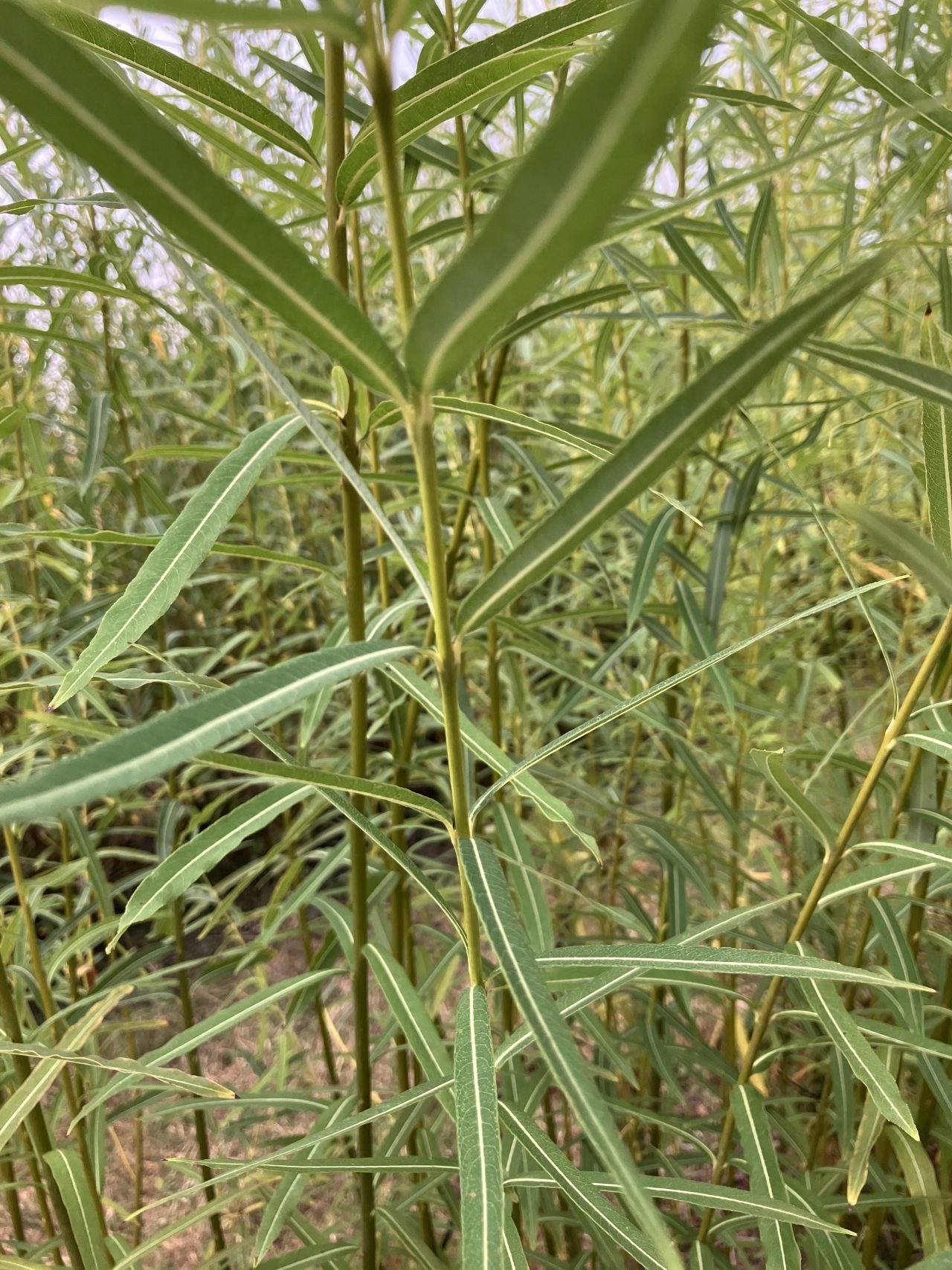Willow Varieties - Willows Nursery