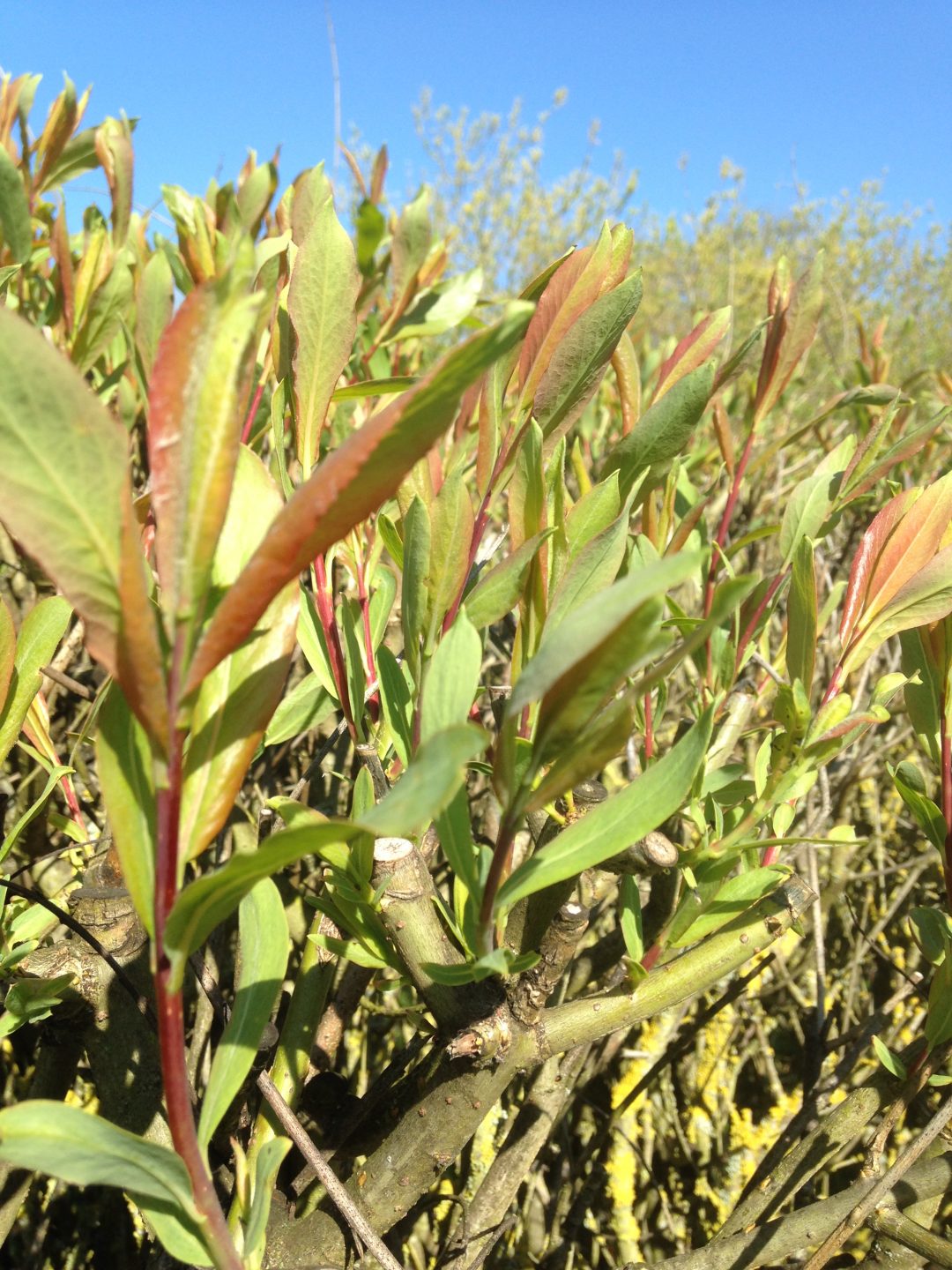 Willow Varieties - Willows Nursery