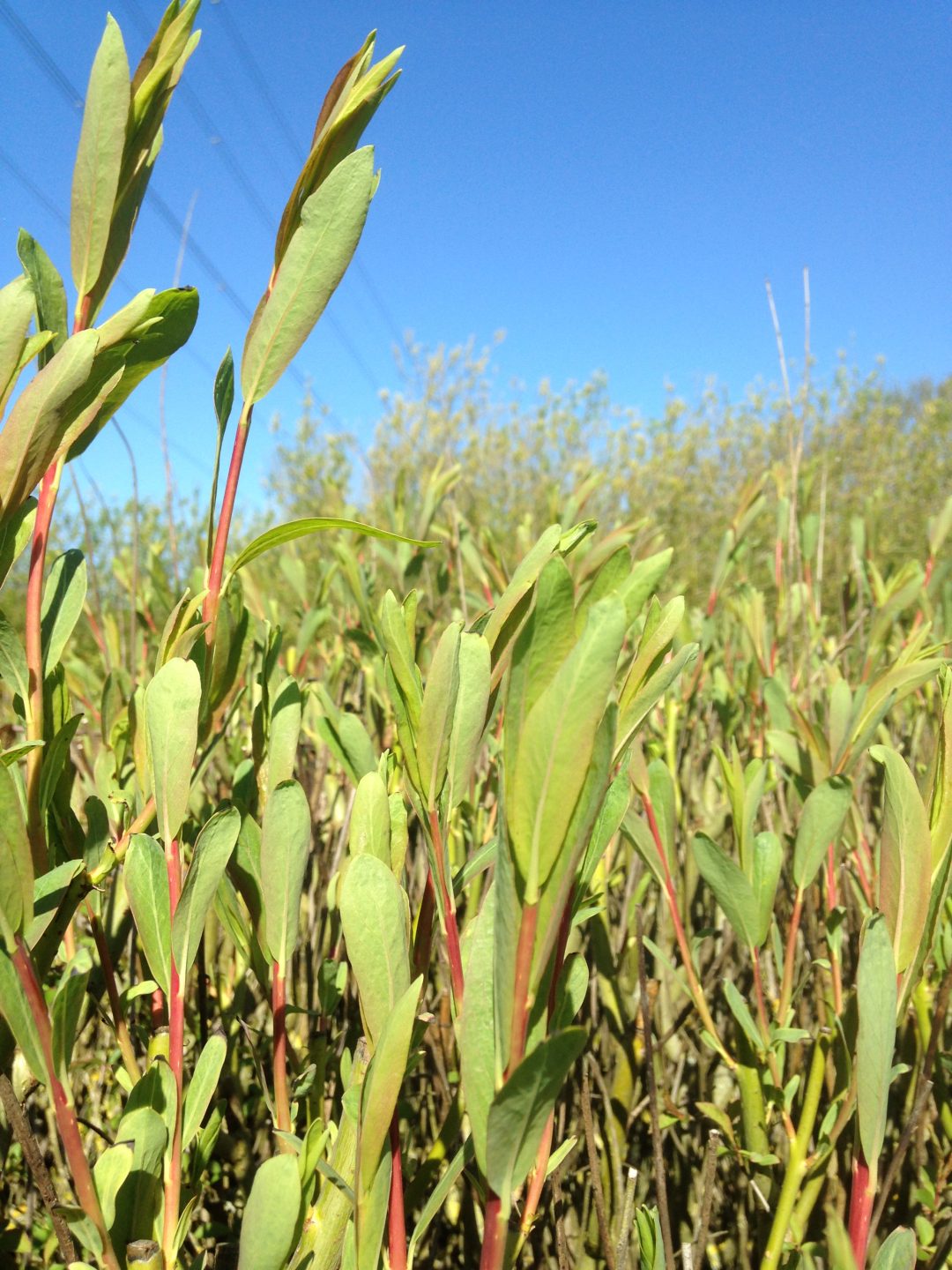 Willow Varieties - Willows Nursery