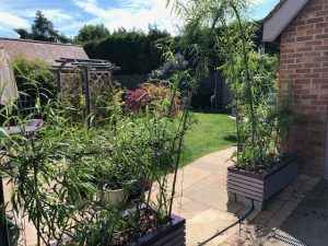 "Your Willow" - Willows Nursery