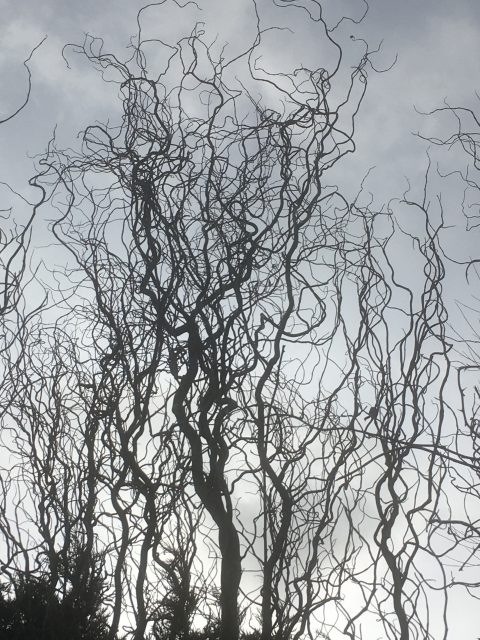 Willow Varieties - Willows Nursery