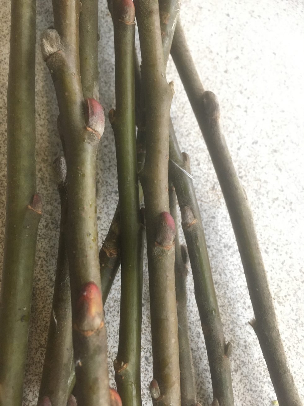 Willow Varieties - Willows Nursery