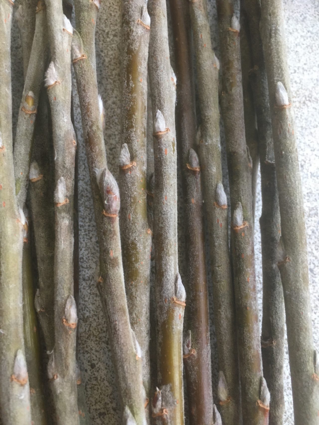 Willow Varieties - Willows Nursery