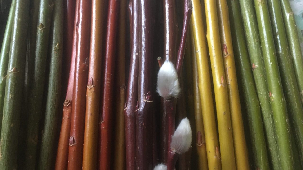 Willow Varieties - Willows Nursery