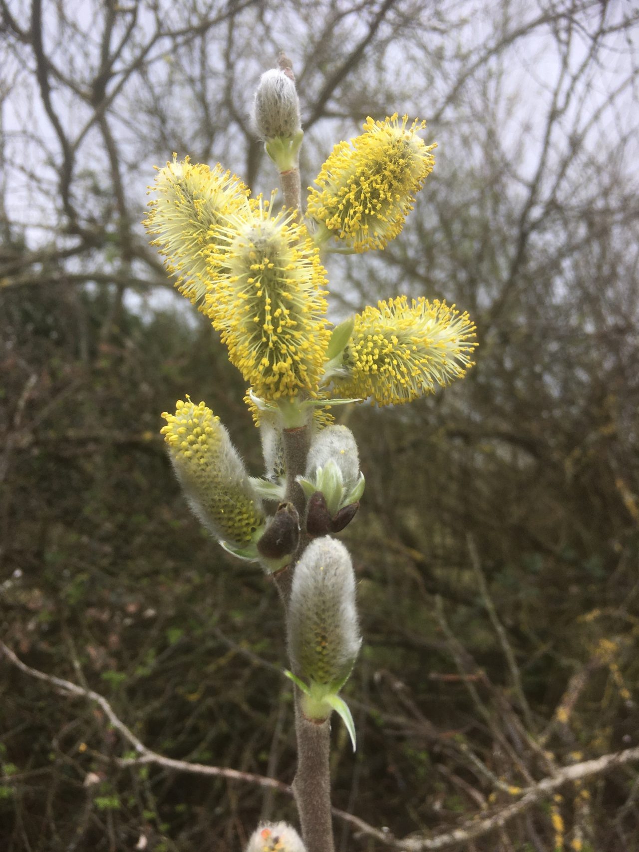 Willow Varieties - Willows Nursery