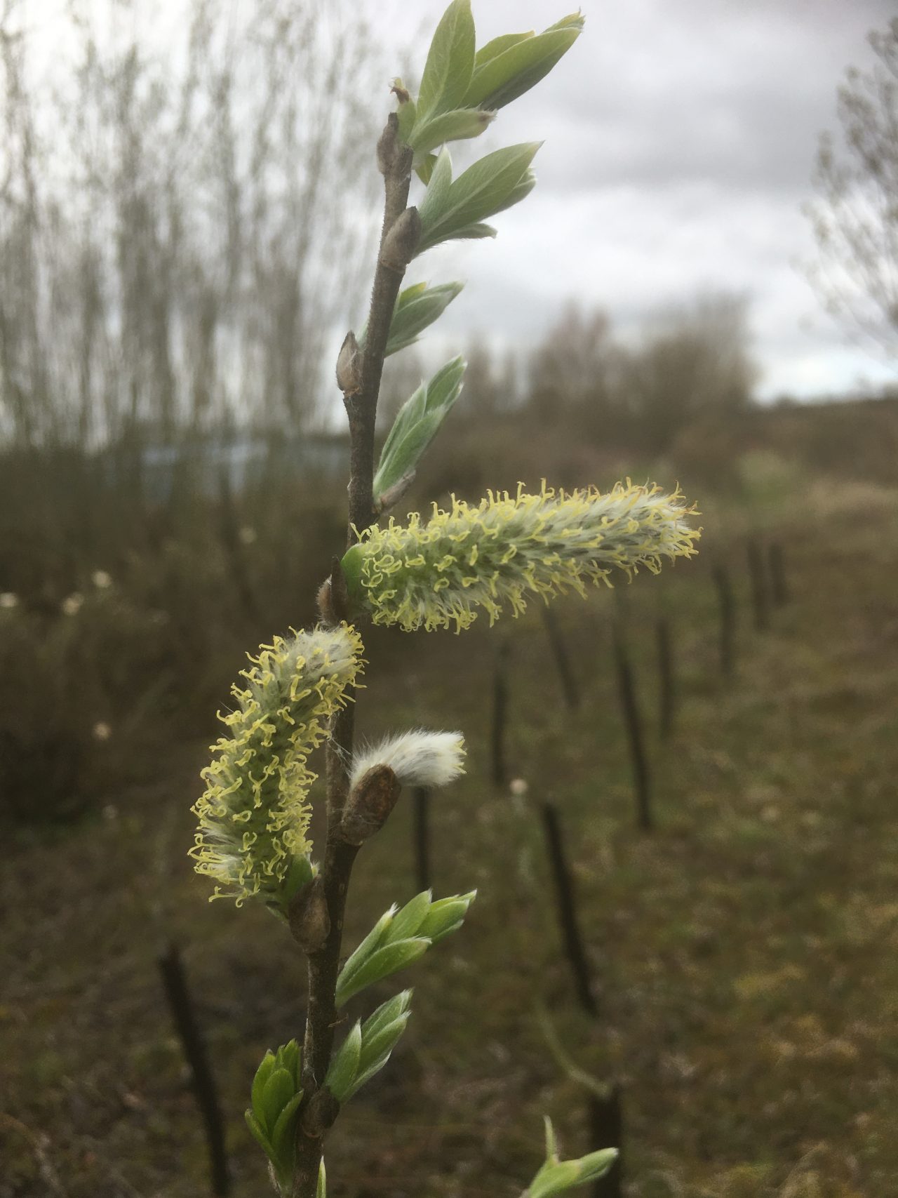 Willow Varieties - Willows Nursery