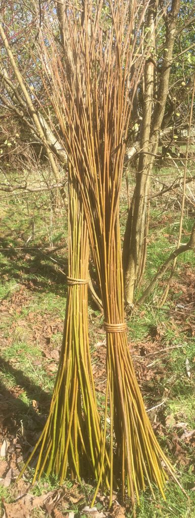 Storage, preparation and use of willow for weaving - Willows Nursery