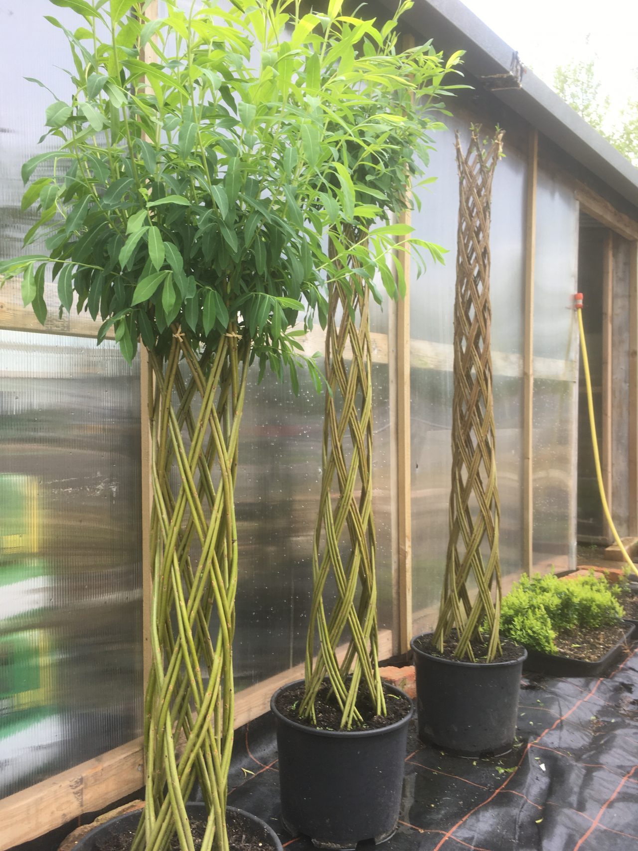 About Harlequin Willow Tree Kits - Willows Nursery