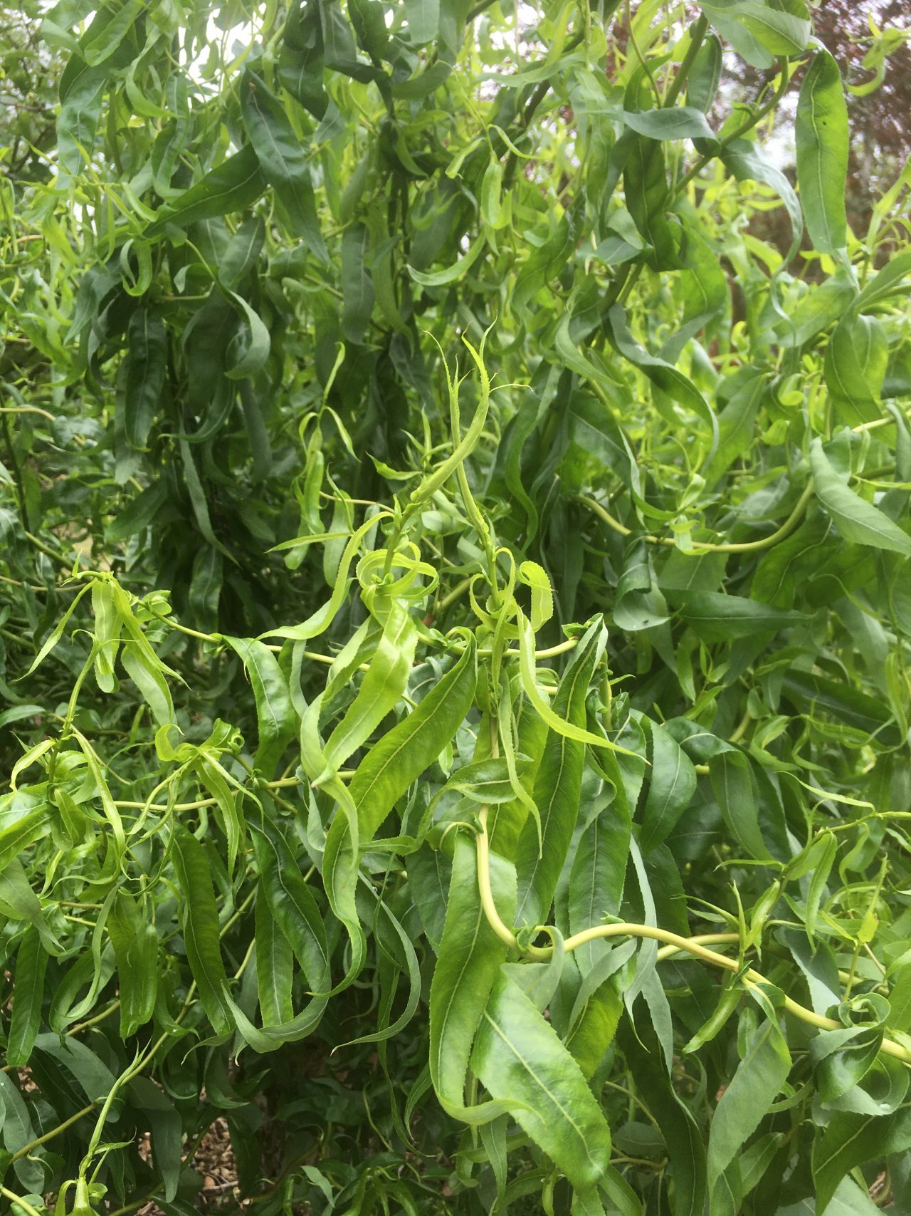 Willow Varieties - Willows Nursery