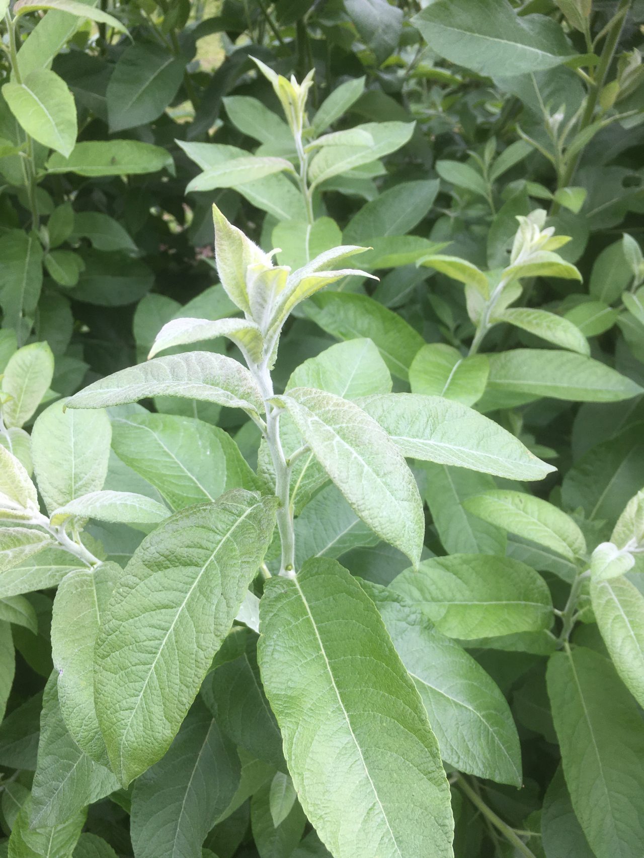 Willow Varieties - Willows Nursery