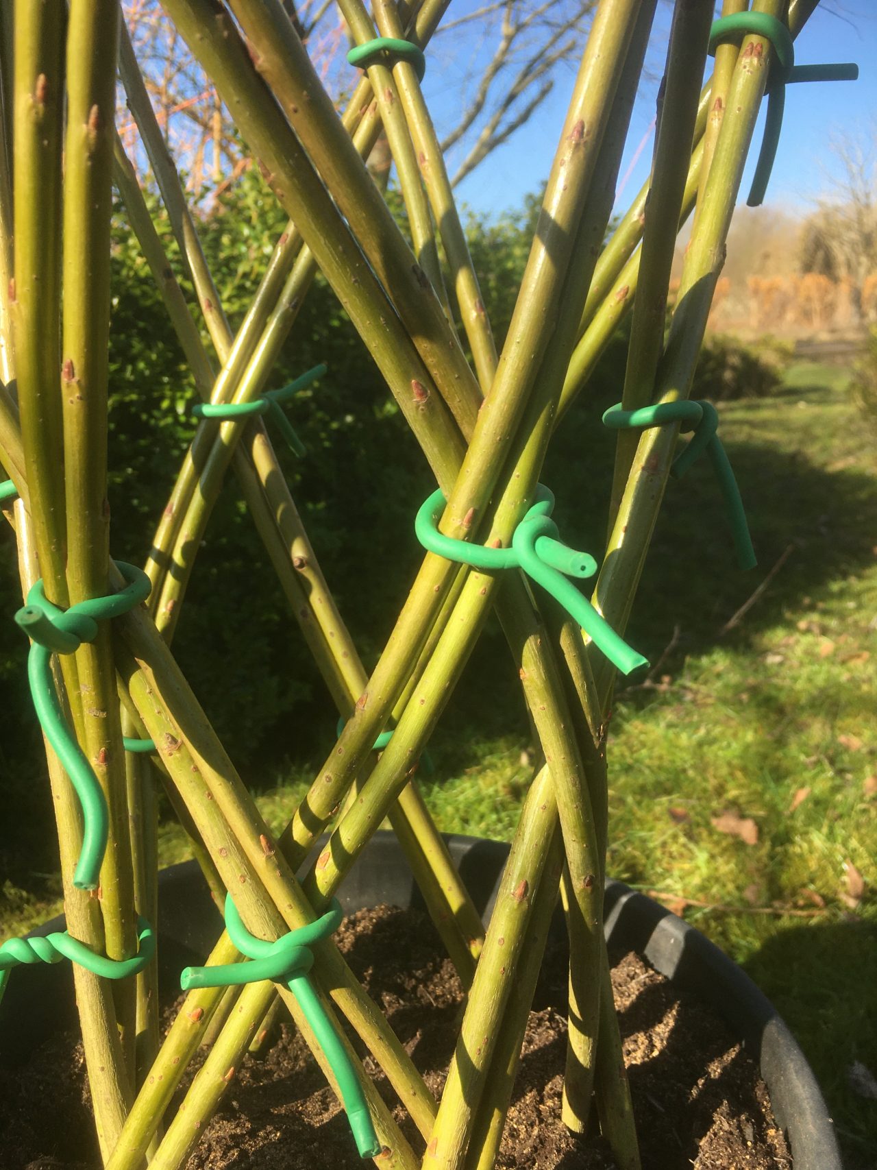 Other Willow Prices - Willows Nursery