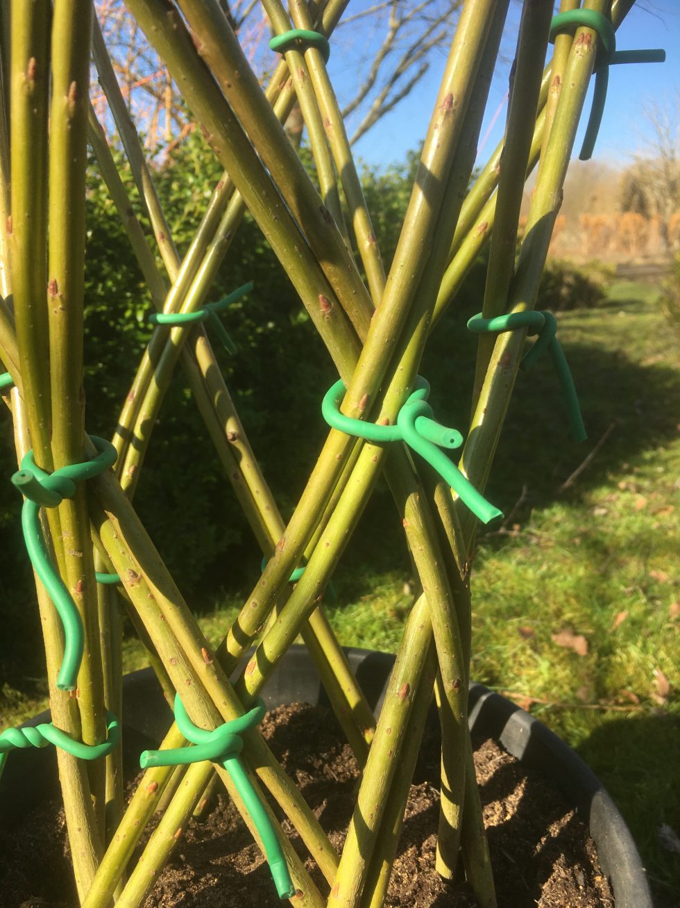 Other Willow Prices - Willows Nursery