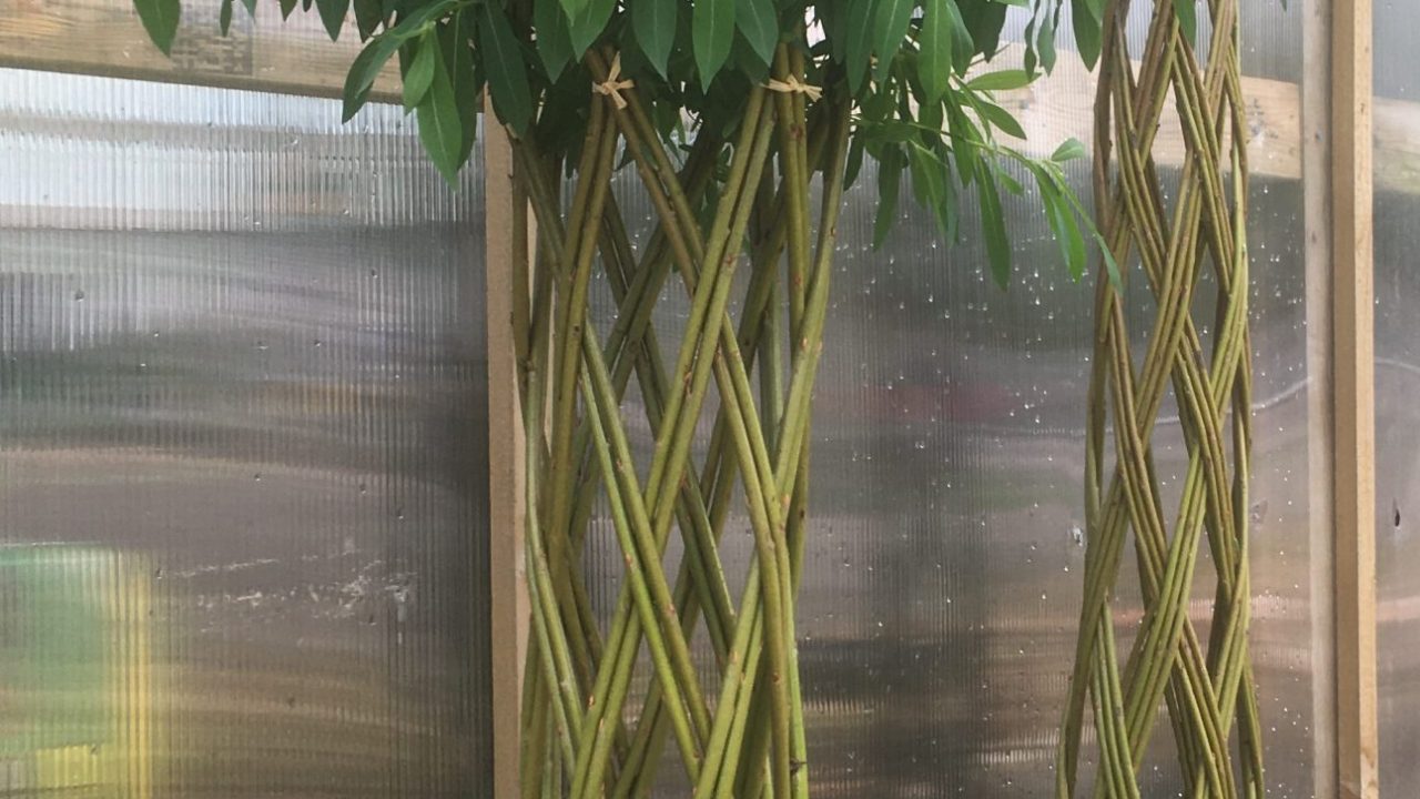 Other Willow Prices - Willows Nursery