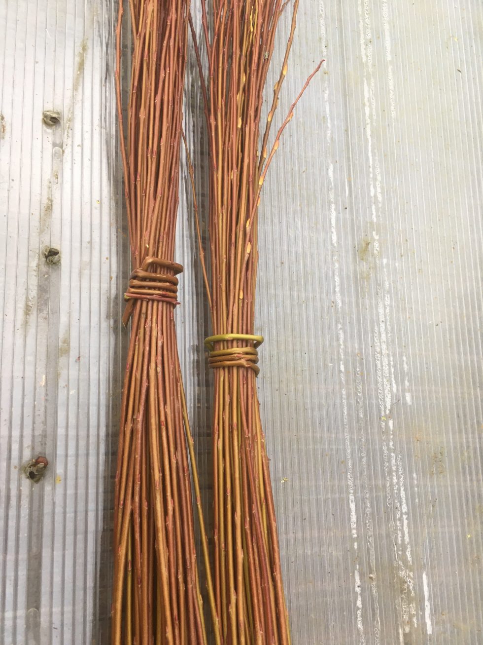 Willow Varieties - Willows Nursery