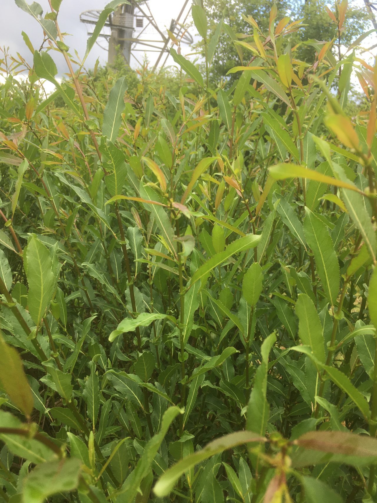 Willow Varieties - Willows Nursery