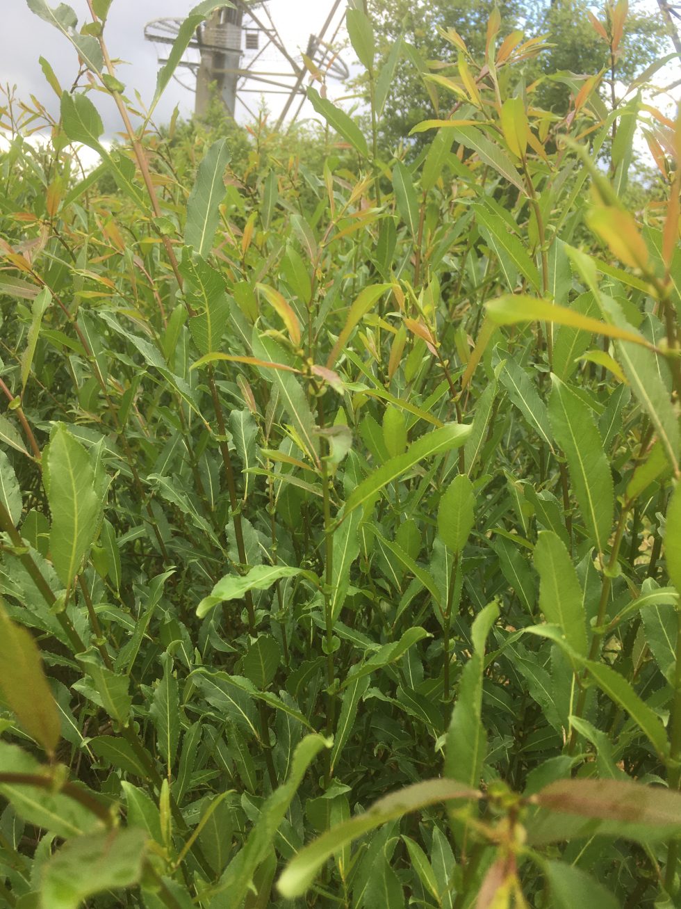 Willow Varieties - Willows Nursery