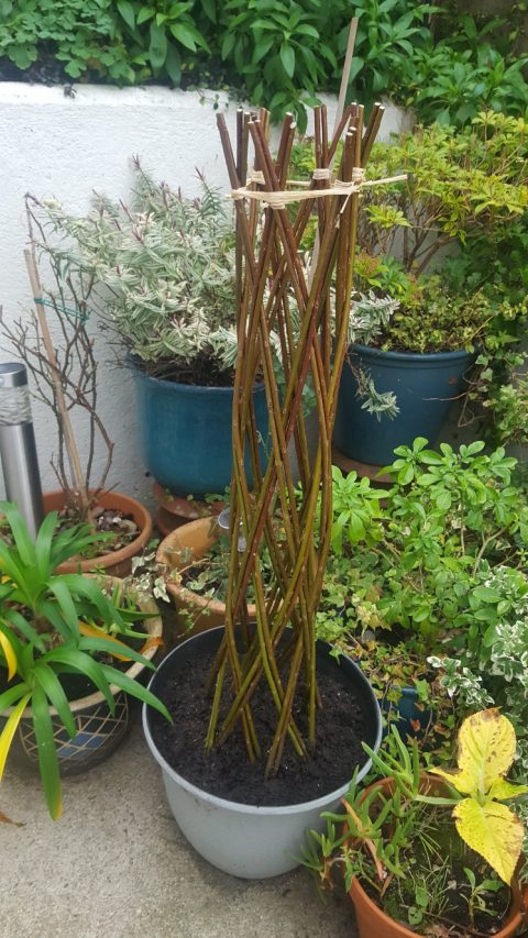 "Your Willow" - Willows Nursery