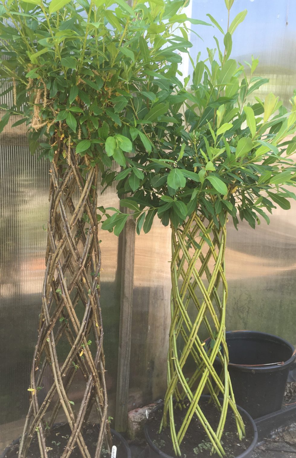 About Harlequin Willow Tree Kits - Willows Nursery