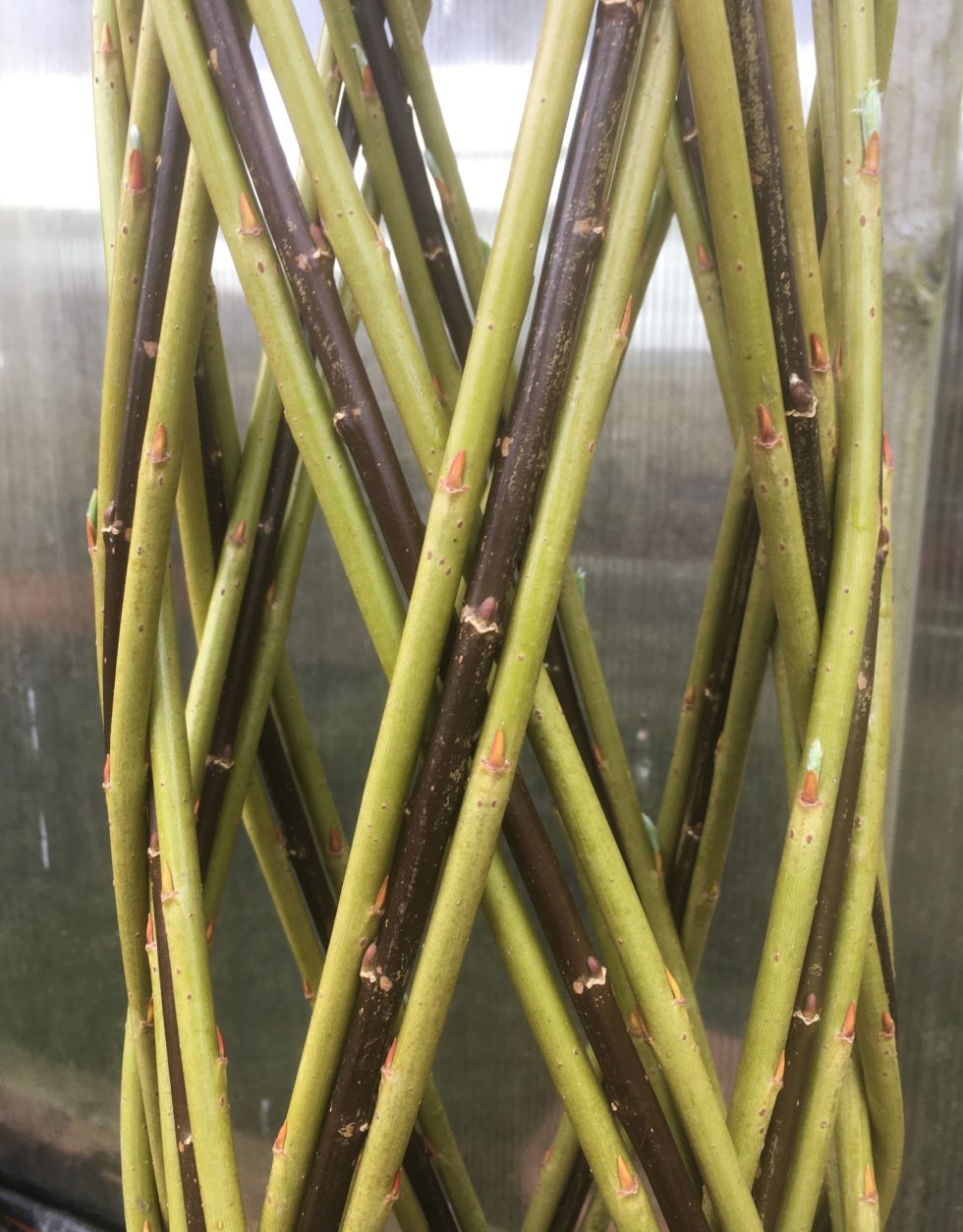 Other Willow Prices - Willows Nursery